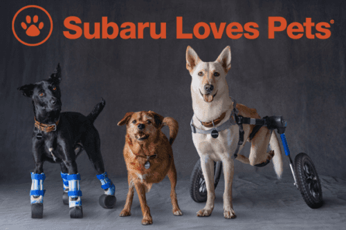 Subaru's 'Make a Dog's Day' Campaign: Celebrating Our Furry Friends ...