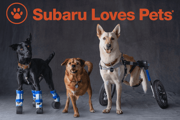 Subaru's 'Make a Dog's Day' Campaign: Celebrating Our Furry Friends ...