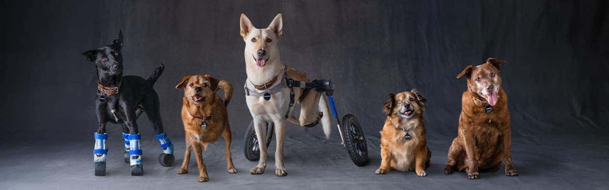 Subaru Loves Pets Adoption Event | Bud Clary Subaru