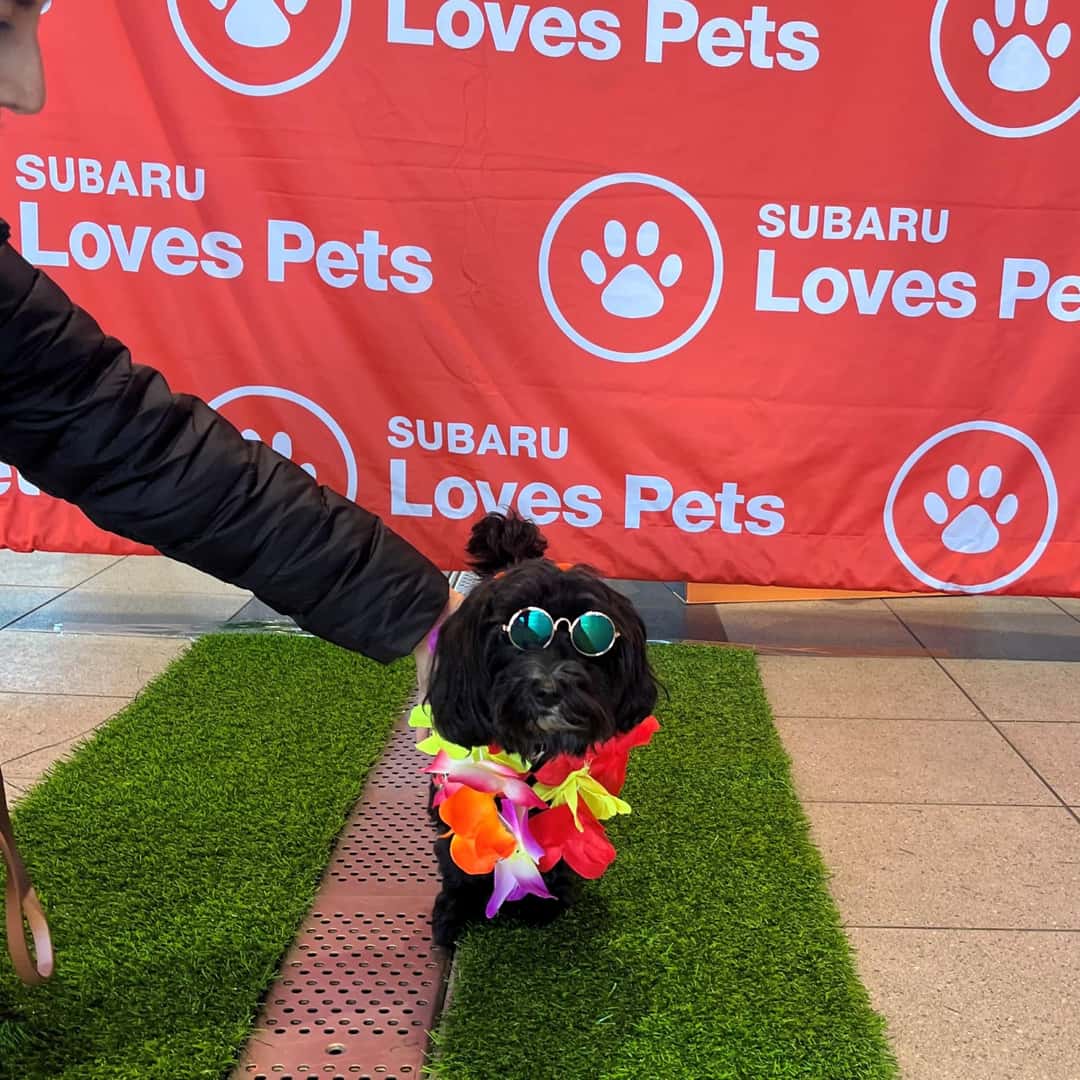 Subaru Loves Pets Hits Record Number of Pet Adoptions! | Competition ...