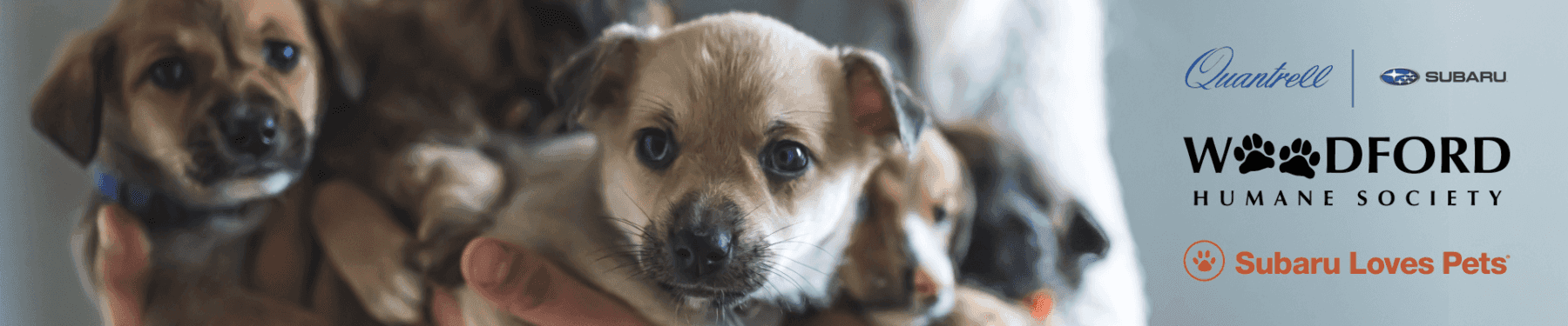 Subaru Furever Friends Adopt Your Pet Today!