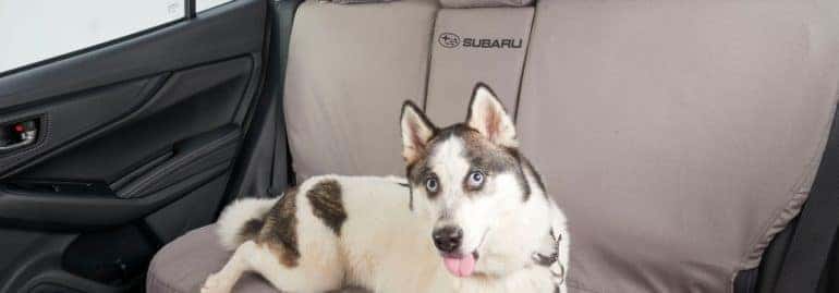 Where to Find Subaru Pet-Friendly Accessories - Rairdon's Subaru of Auburn