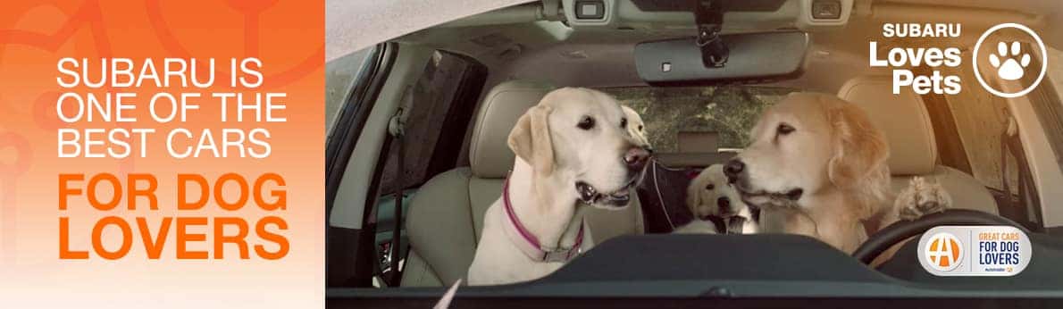 Subaru Loves Pets Month at Schomp Subaru | Schomp Subaru