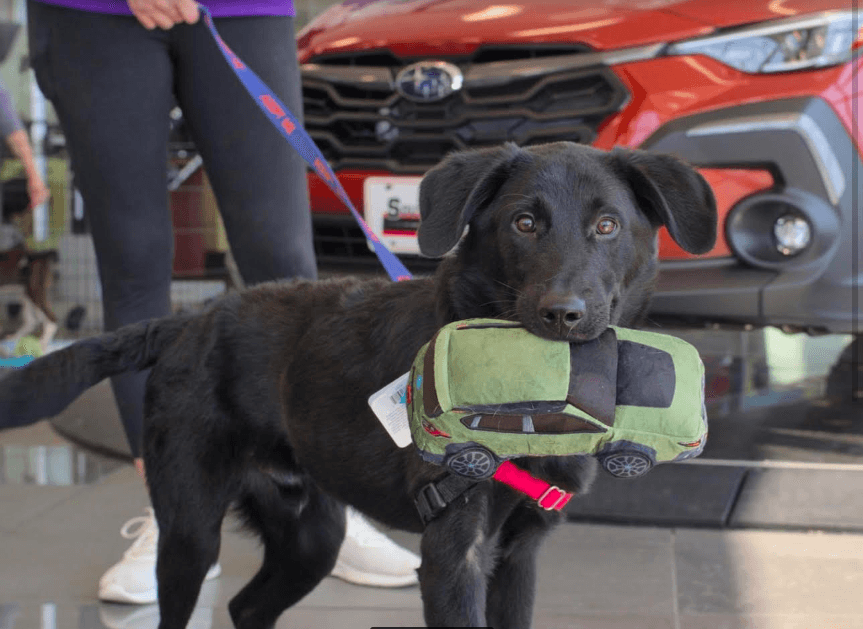 Subaru Loves Pets: A Paw-sitive Impact on Roanoke Valley | Southern ...